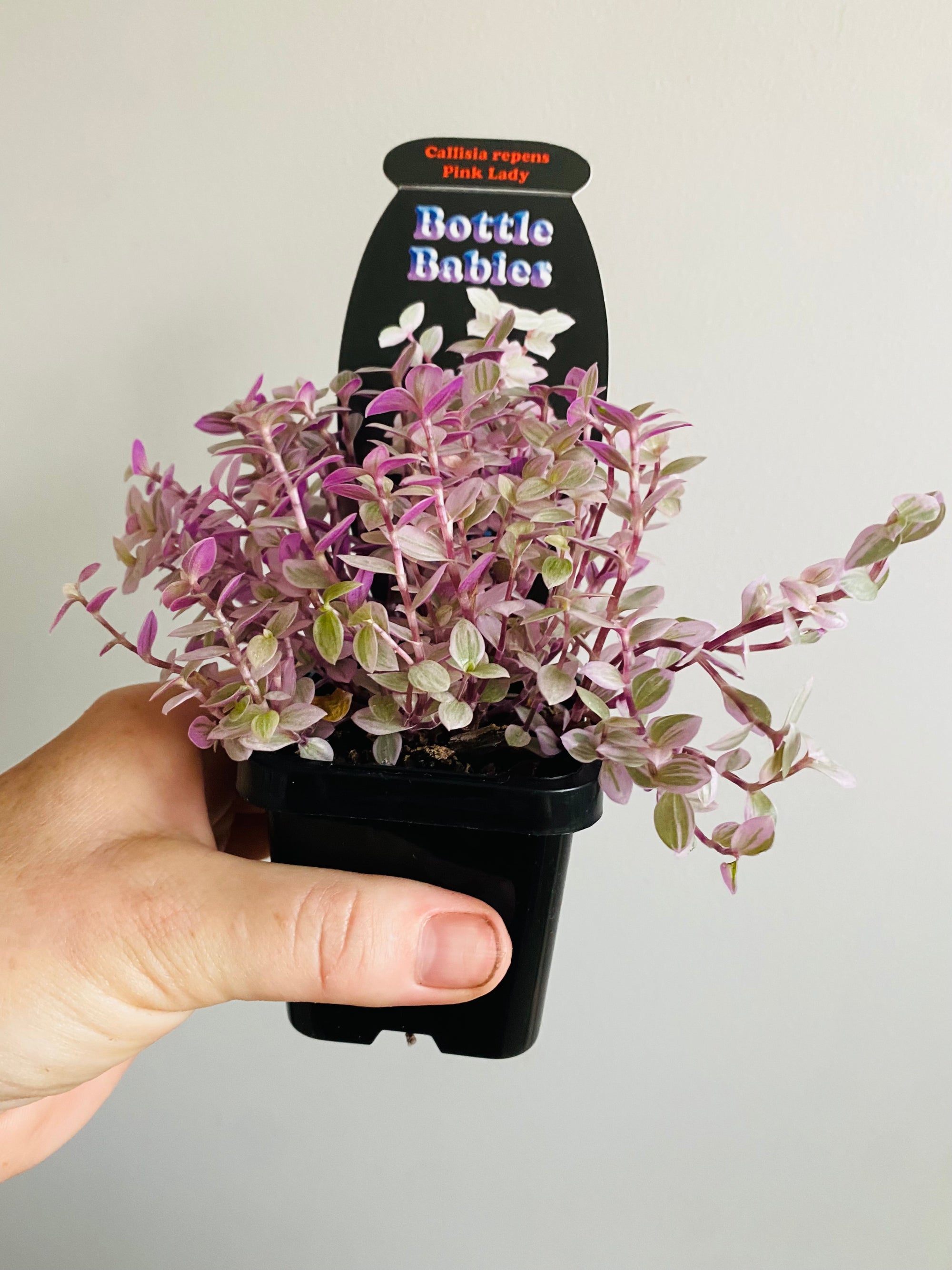 Callisia repens - Pink Panther aka Pink Lady - My Jungle Shack