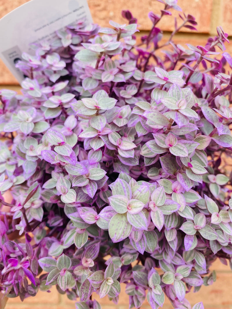 Callisia repens - Pink Panther aka Pink Lady - My Jungle Shack