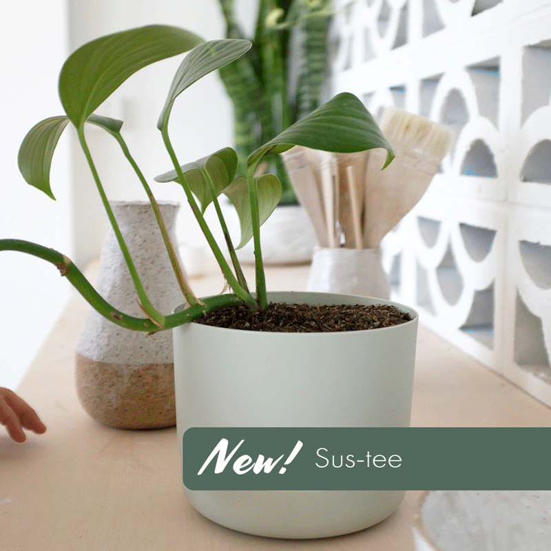 All - My Jungle Shack