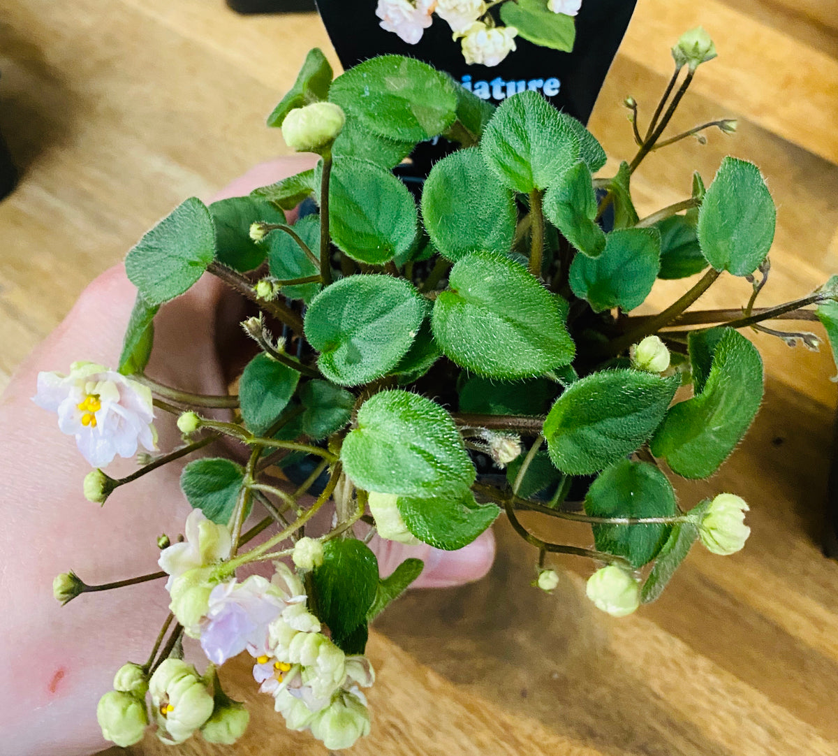 African Violet - Opera Doc - My Jungle Shack