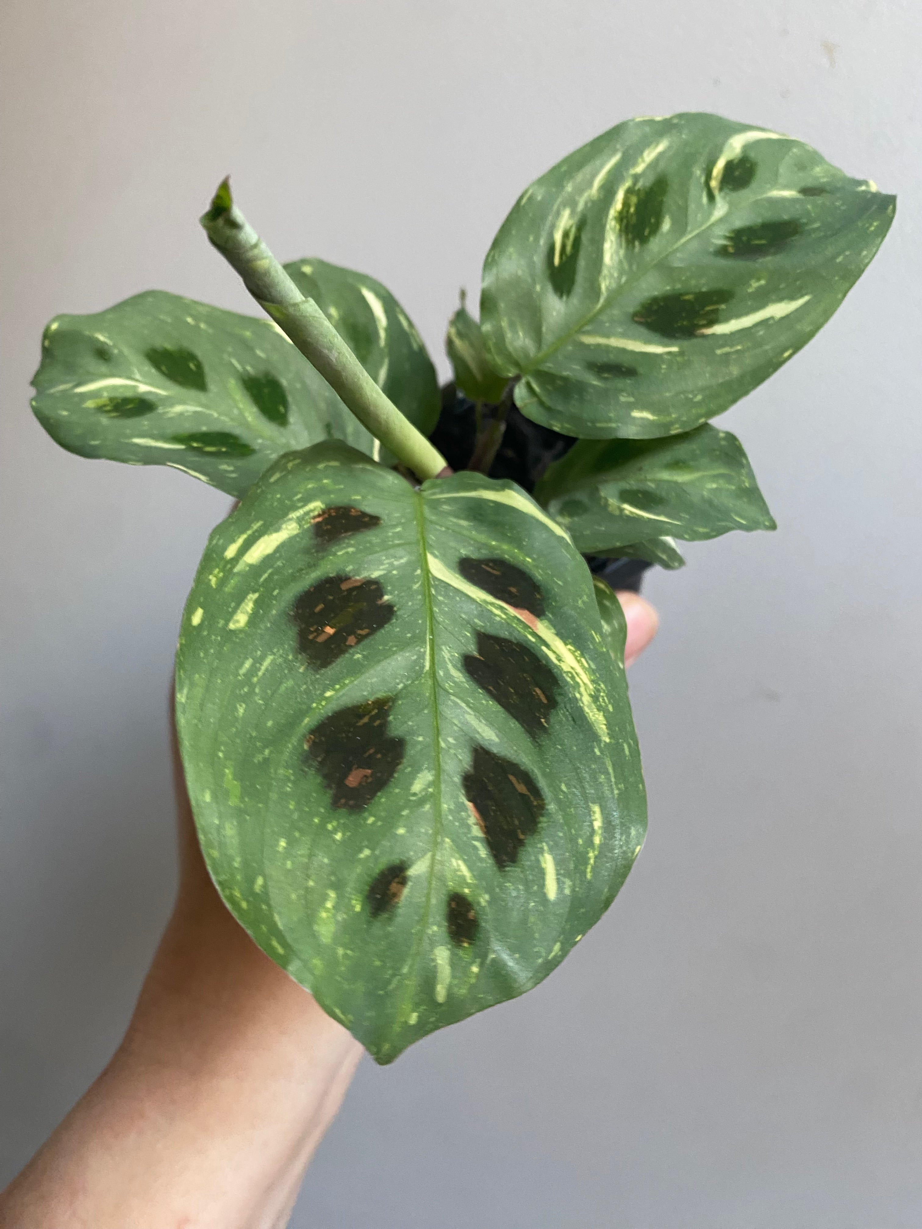 Maranta leuconeura Kerchoveana Variegata - My Jungle Shack