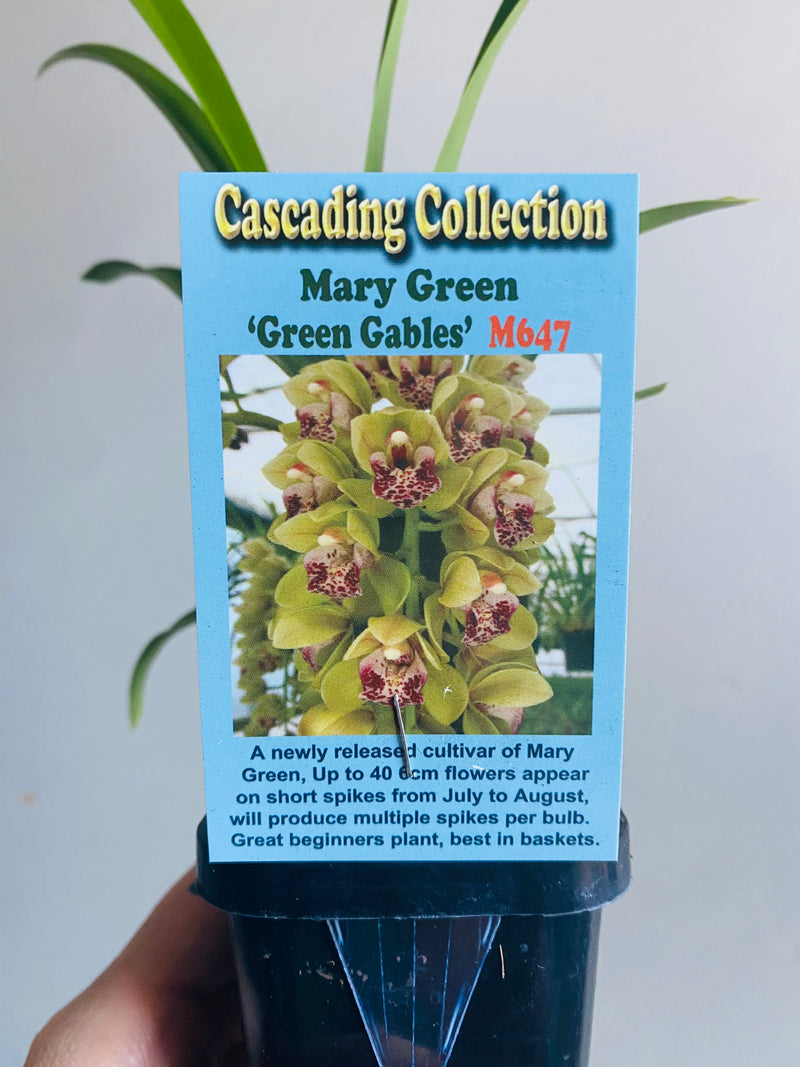 Cascading Collection - Mary Green 'Green Gables' - My Jungle Shack
