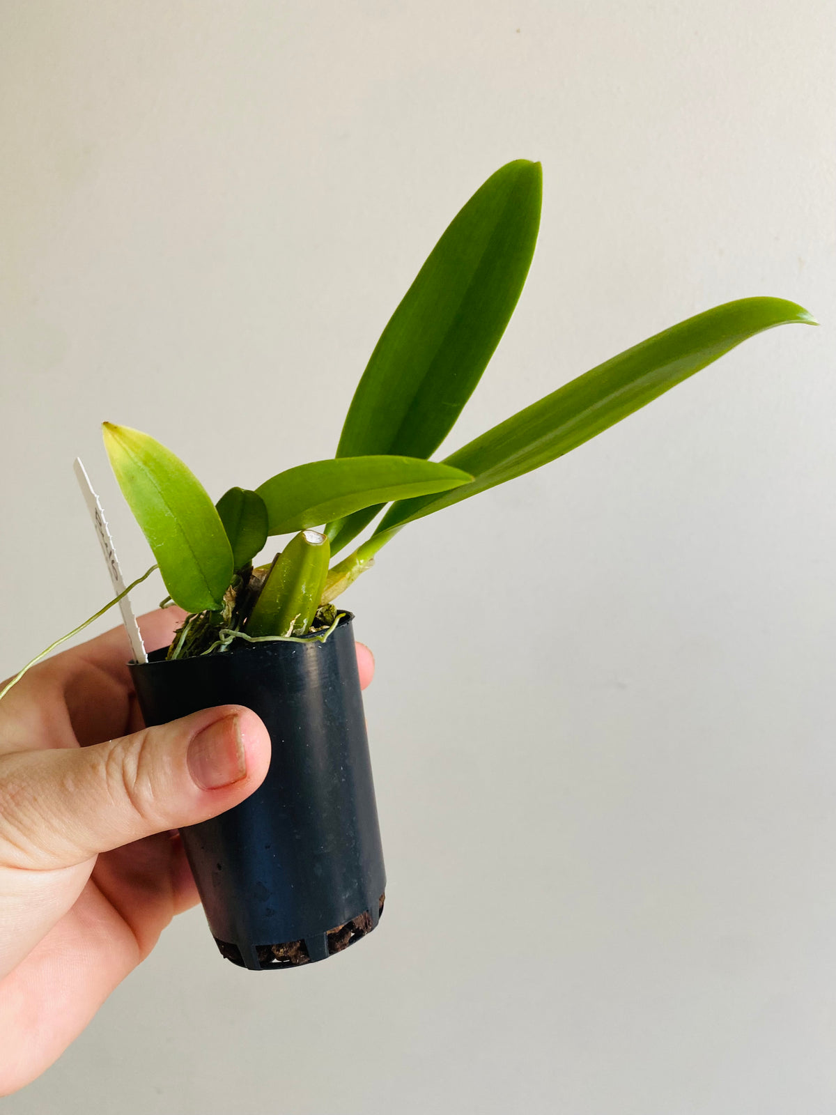 Bulbophyllum Louis Sander - My Jungle Shack