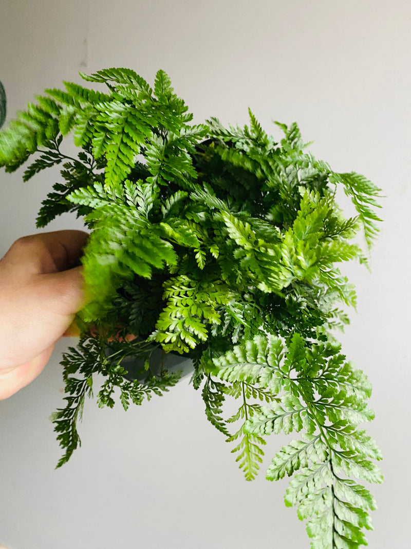 Davallia humata - Hare's Foot Fern - My Jungle Shack