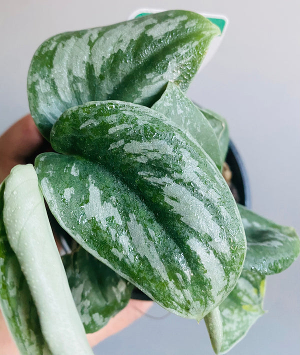 Pothos Tagged "Scindapsus" - My Jungle Shack