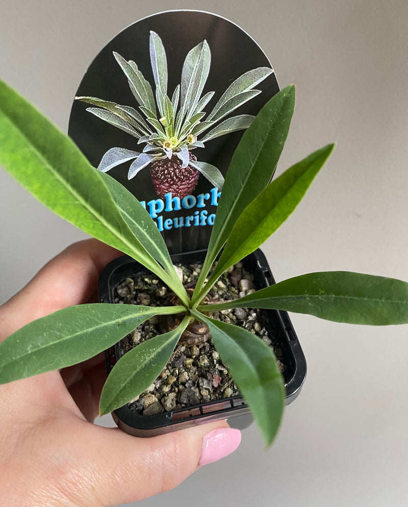 Euphorbia bupleurifolia - My Jungle Shack