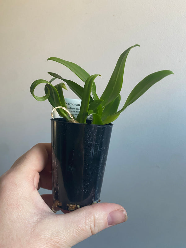 Dendrobium White Splash - My Jungle Shack