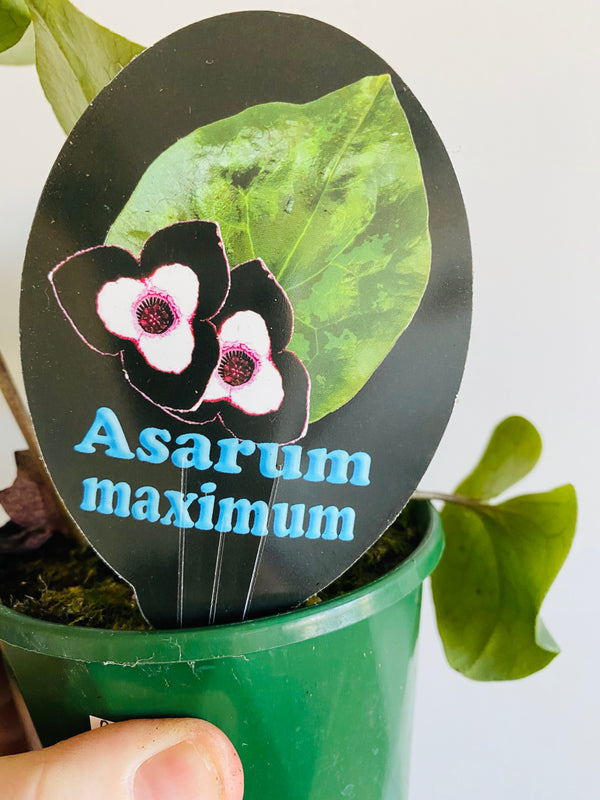 Asarum maximum - Panda Face Ginger - My Jungle Shack