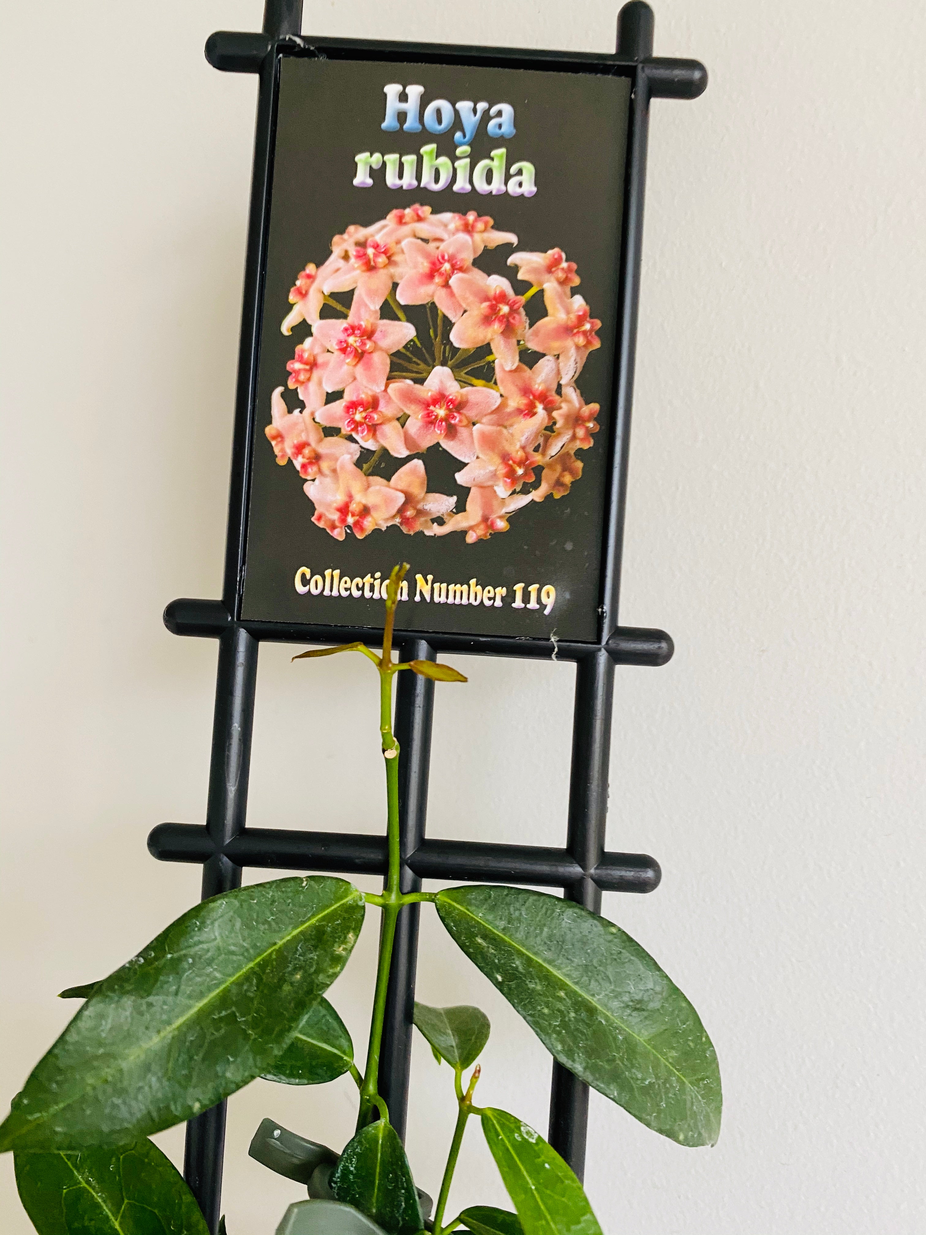 Hoya - Rubida Collection No.119 - My Jungle Shack