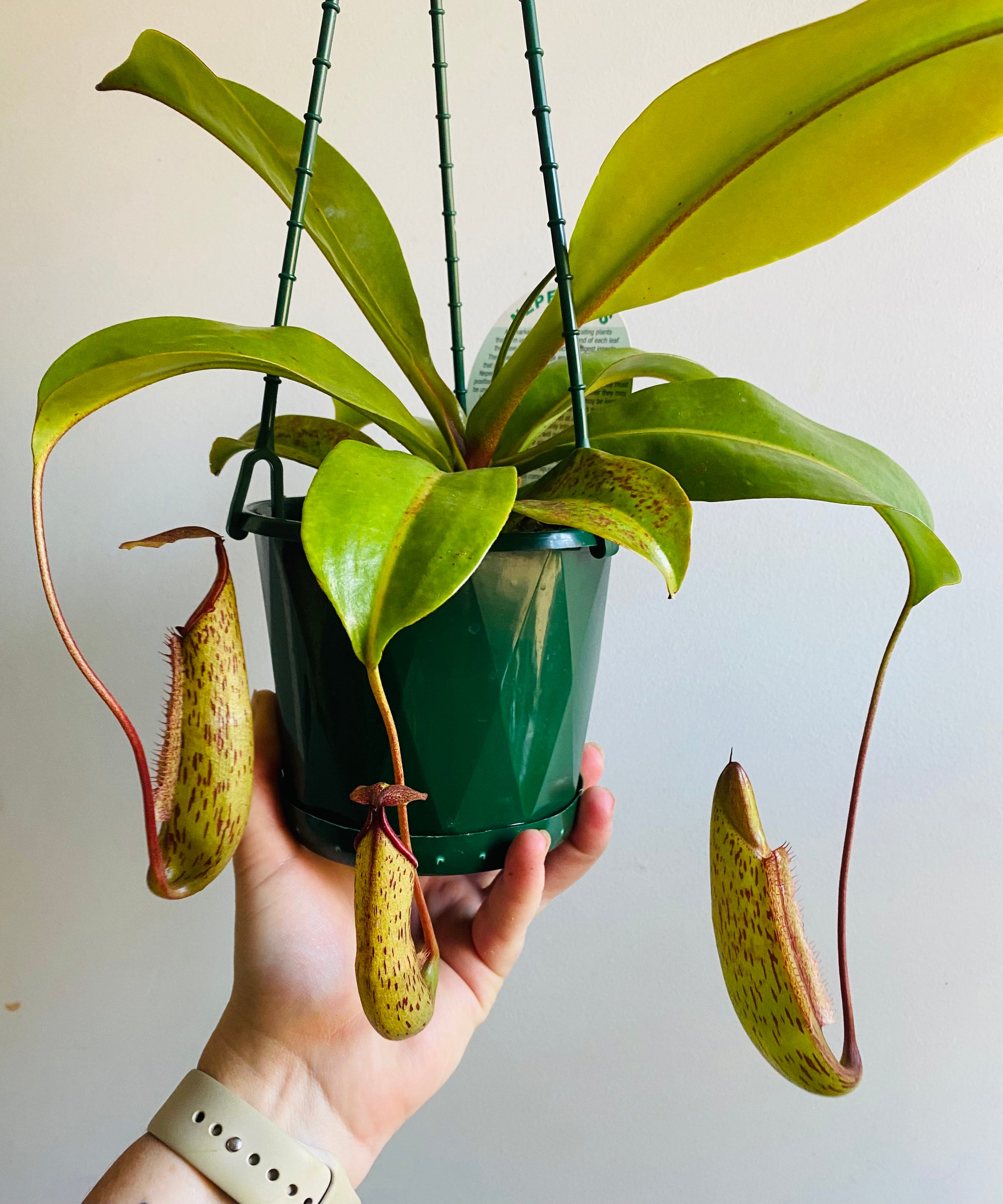 Nepenthes 'Miranda' - Pitcher Plant - My Jungle Shack
