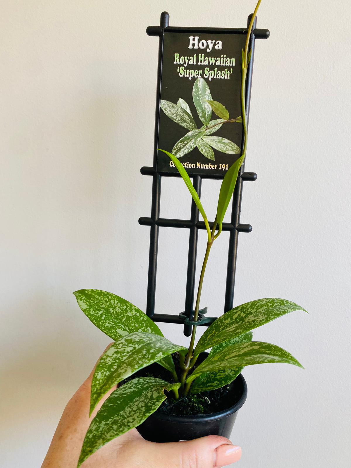 Hoya - Royal Hawaiian ‘Super Splash’ Collection No. 191 - My Jungle Shack