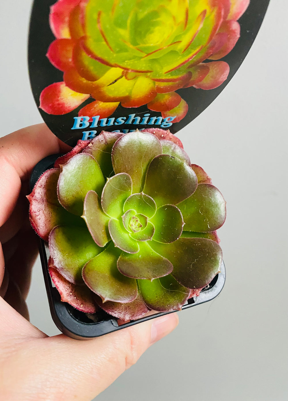 Indoor Plants - My Jungle Shack