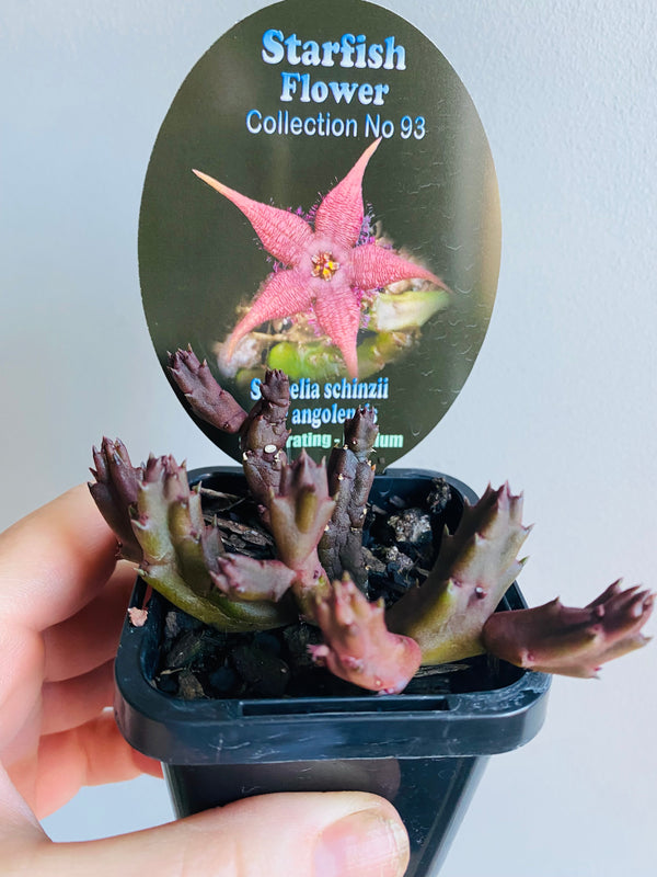 Starfish Flower Collection - My Jungle Shack