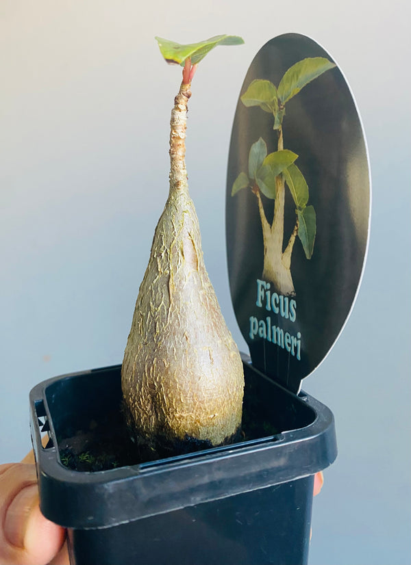 Ficus palmeri - Rock Fig - My Jungle Shack