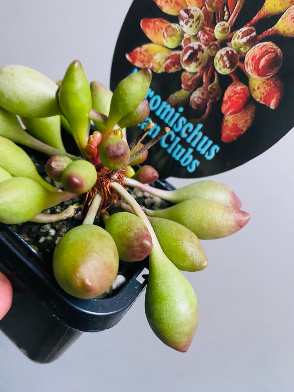 Indoor Plants - My Jungle Shack