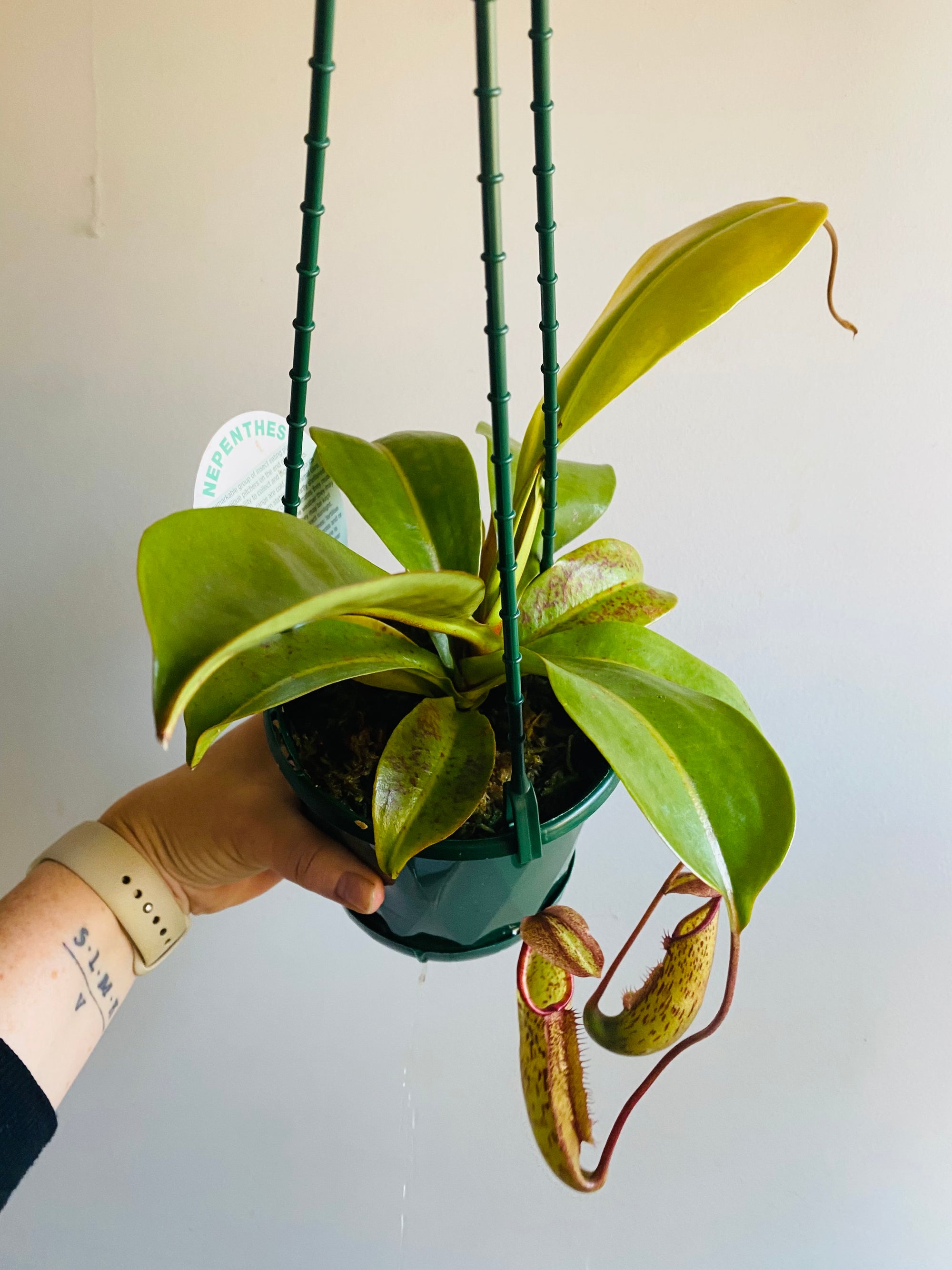 Nepenthes 'Miranda' - Pitcher Plant - My Jungle Shack