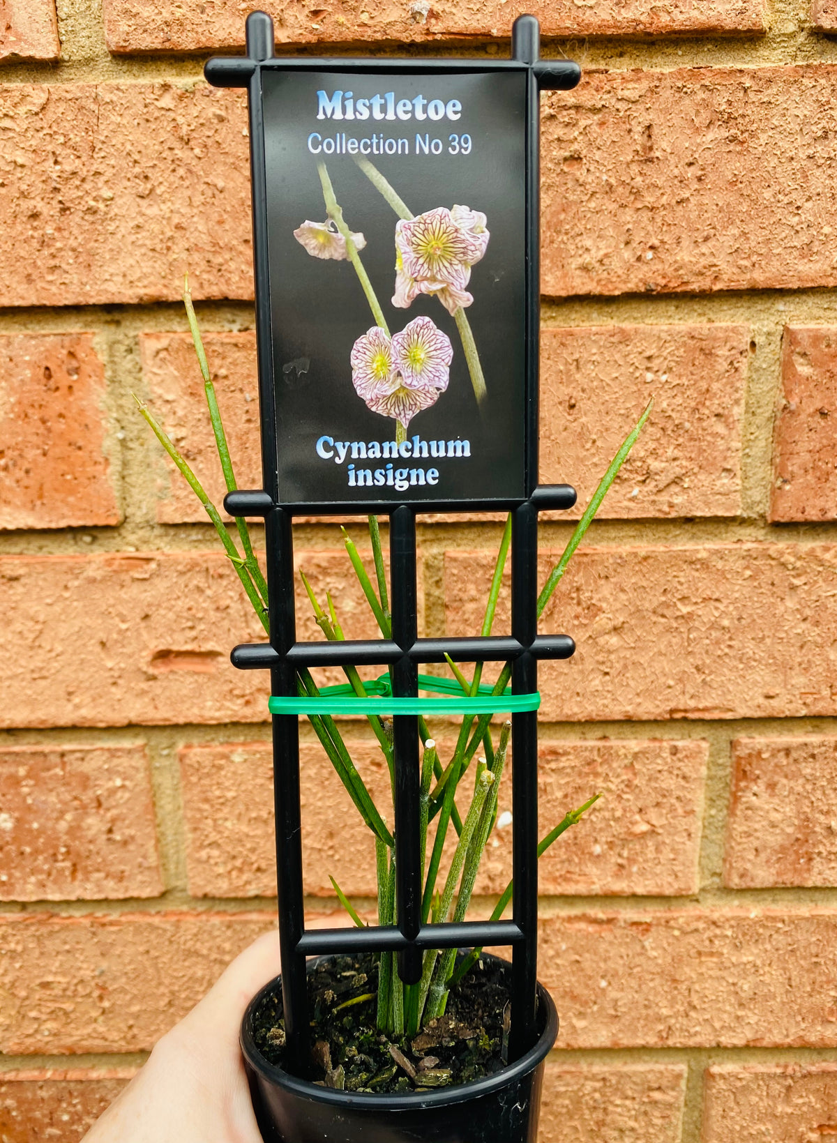 Cynanchum Insigne - Mistletoe Collection No. 39 - My Jungle Shack