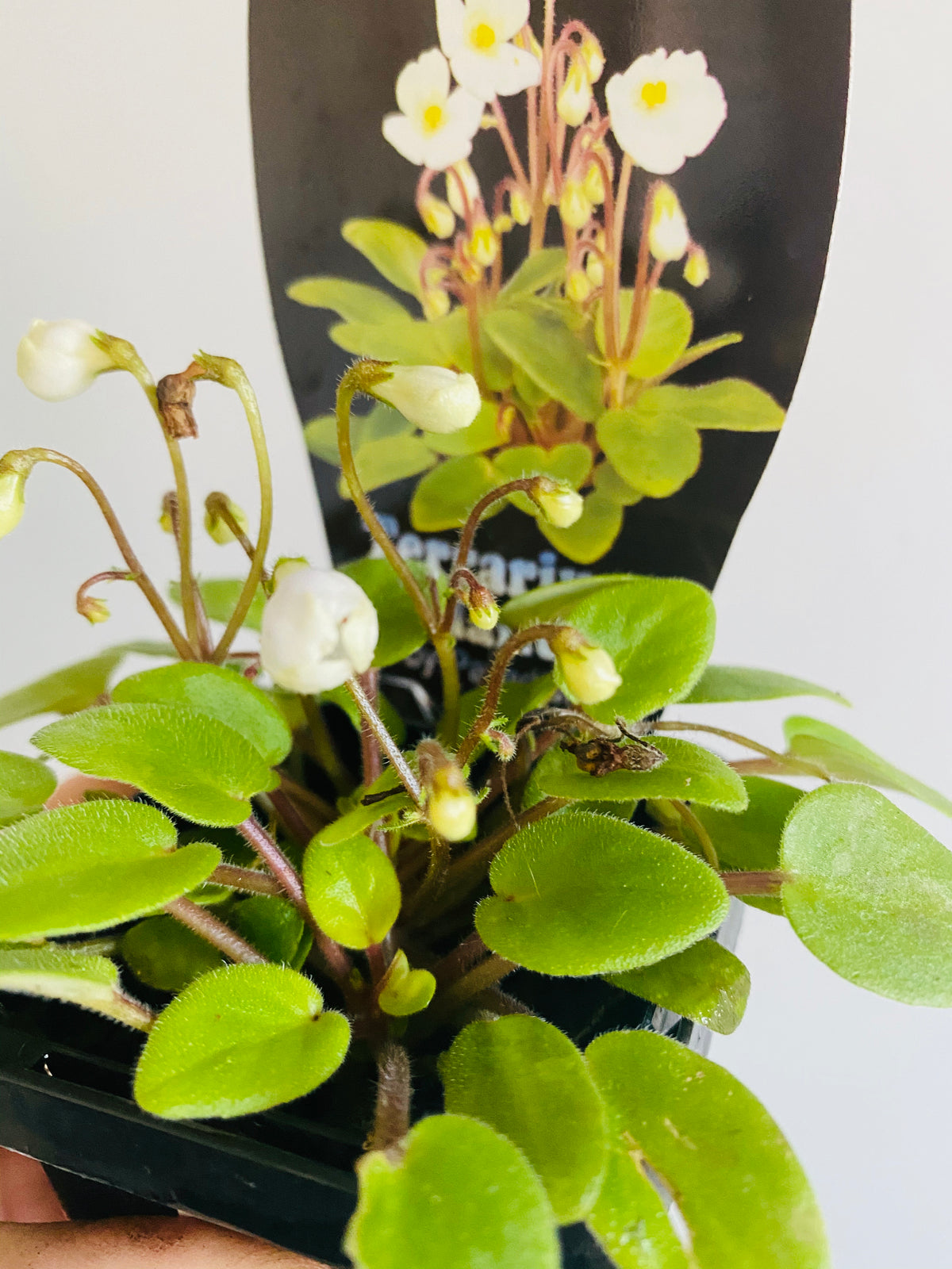 African Violet - Chantaspring - My Jungle Shack