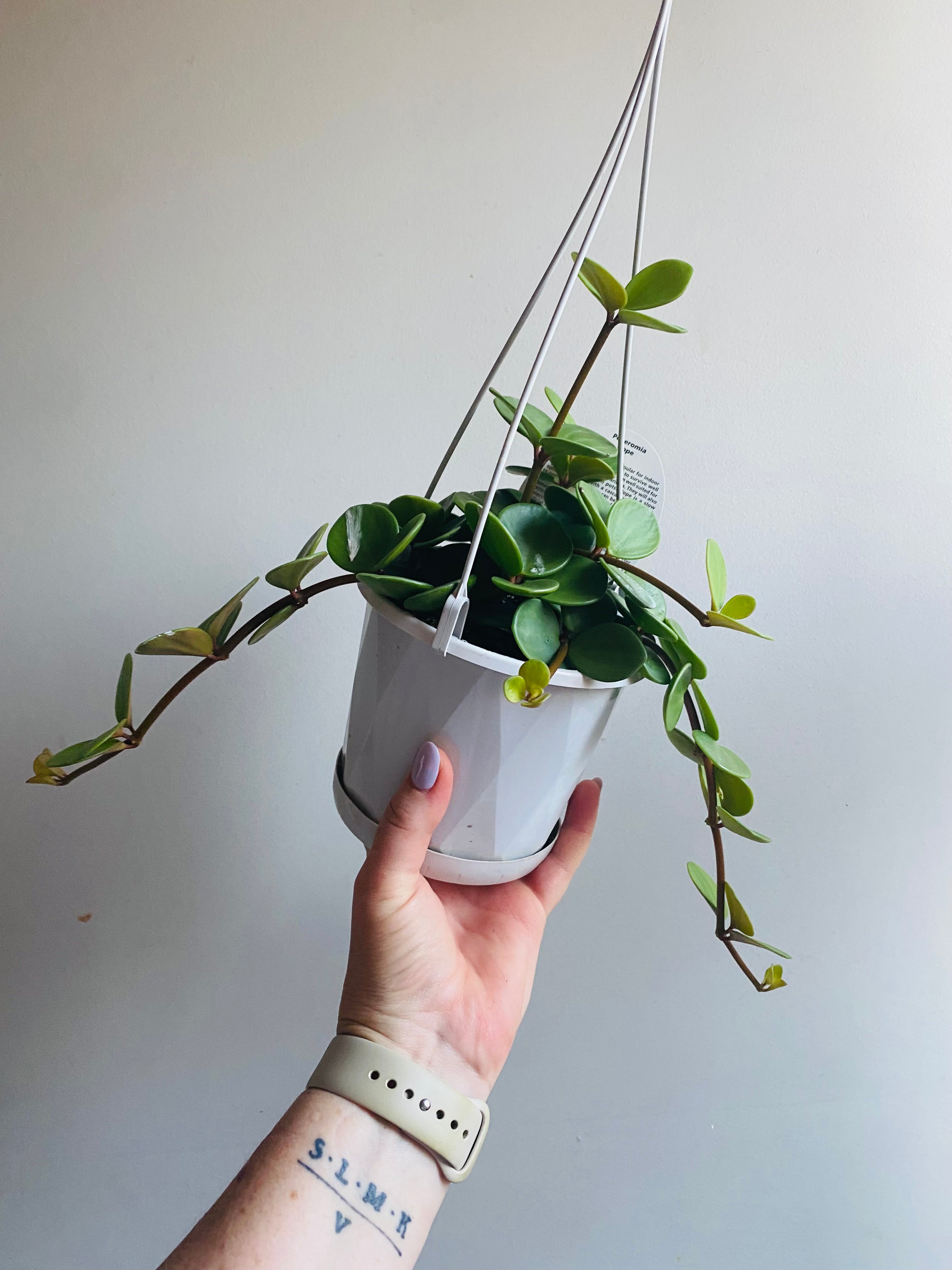 Peperomia Hope (deppeana x quadrifolia) - My Jungle Shack