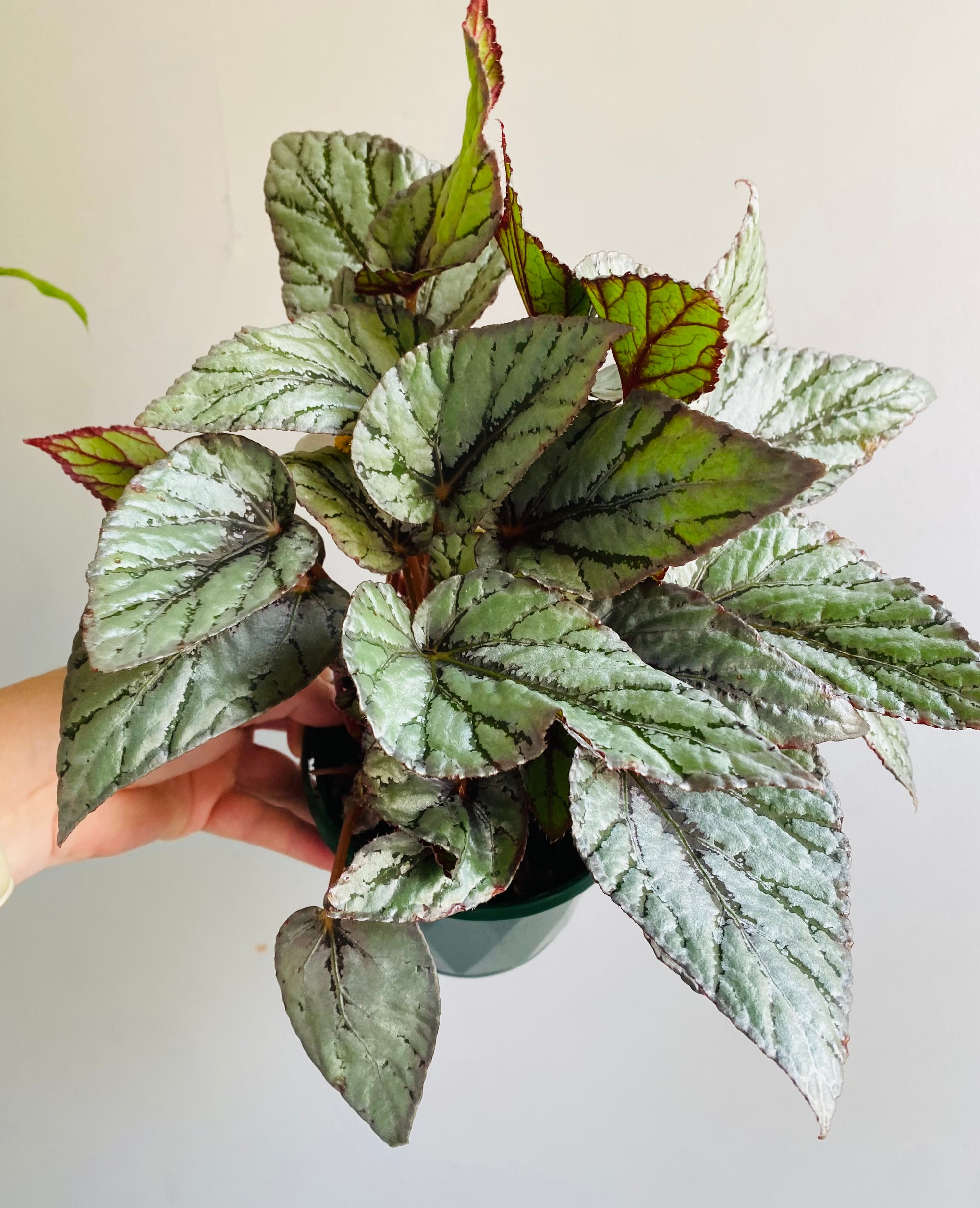 Begonia - Mini Silver - My Jungle Shack