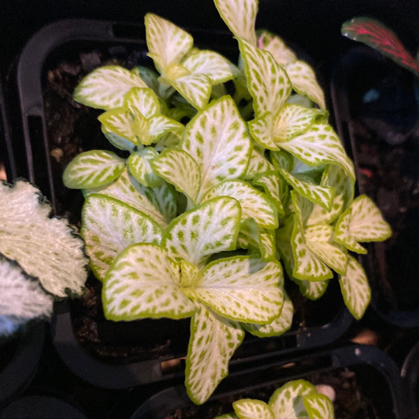 Fittonia - White Star - My Jungle Shack