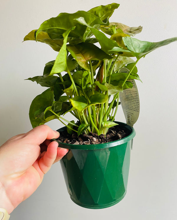 Syngonium - Berry - My Jungle Shack