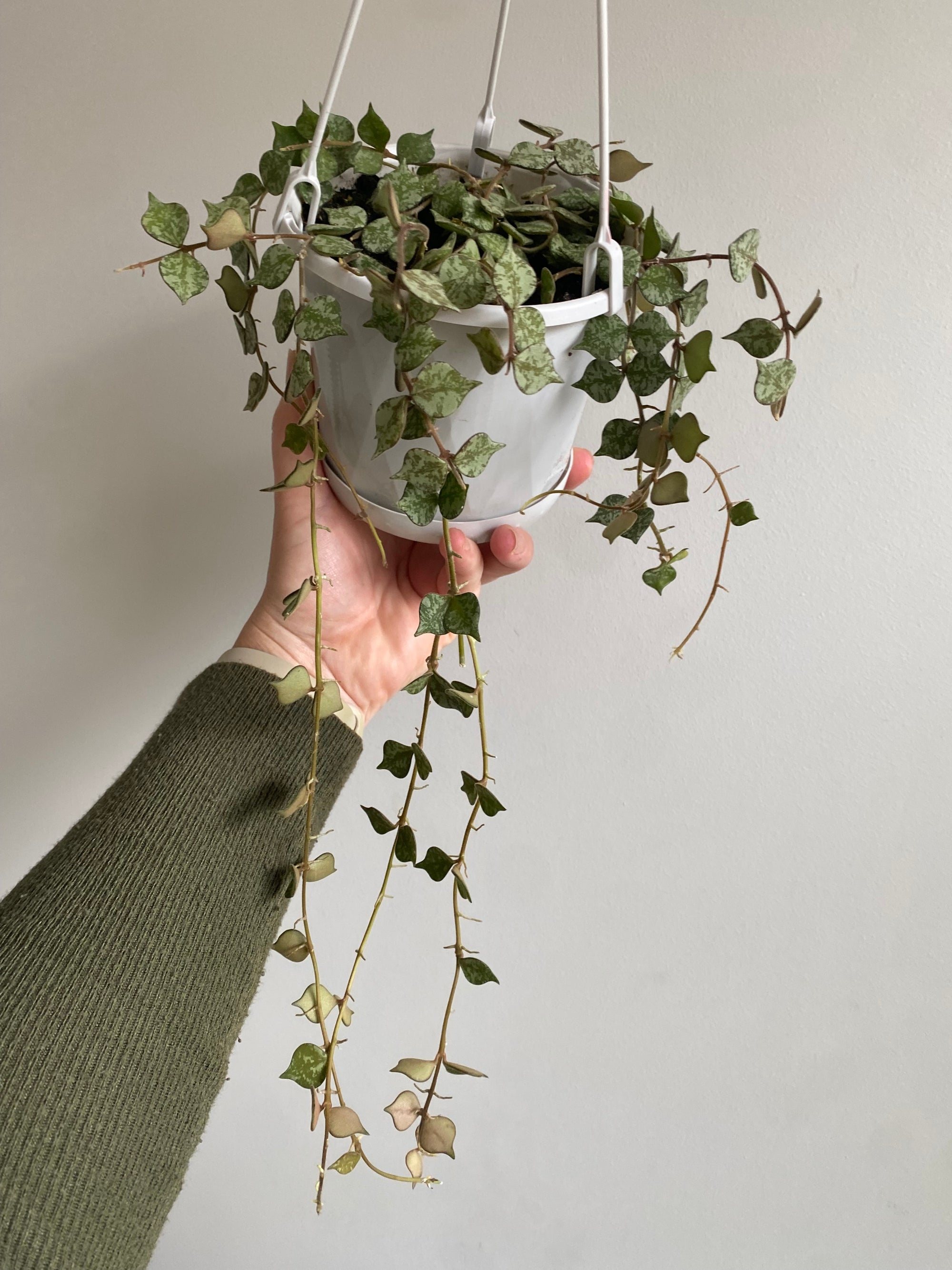 Hoya - Curtisii 'Thai Form' Collection No. 203 - My Jungle Shack