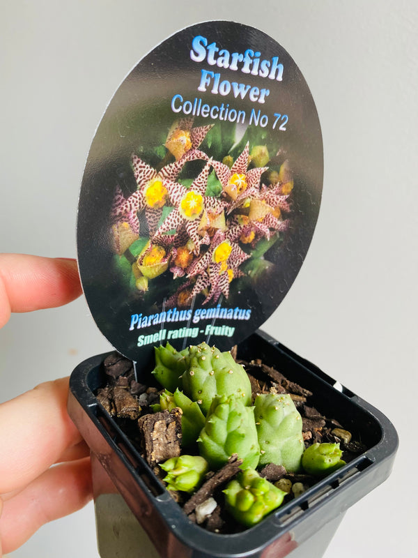 Starfish Flower Collection - My Jungle Shack