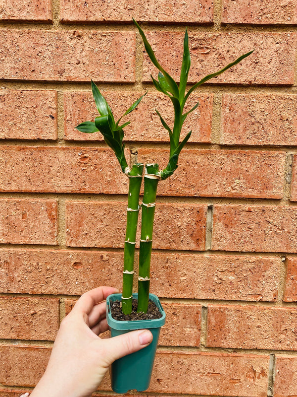 Indoor Plants Tagged "Lucky Bamboo" - My Jungle Shack