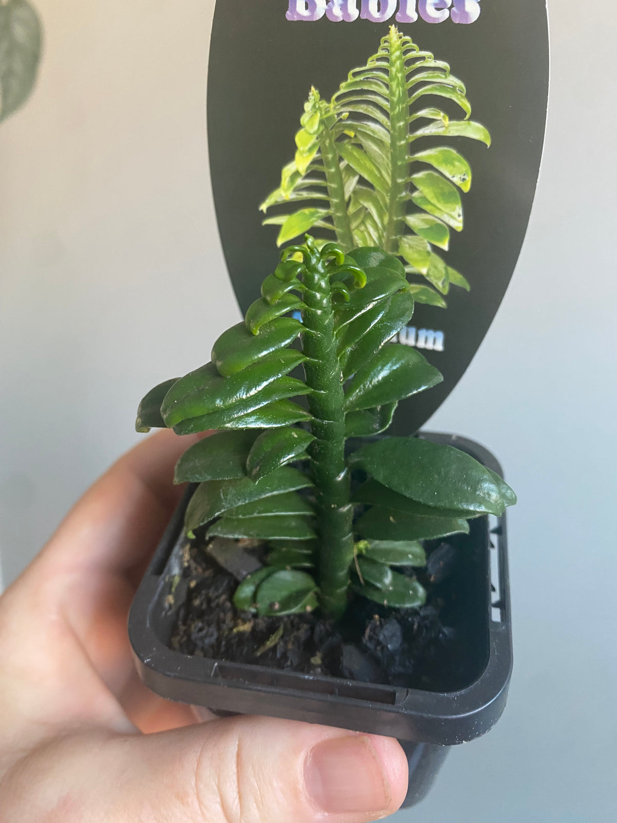 Euphorbia (Pedilanthus) tithymaloides Nana - Dwarf Devil's Backbone ...