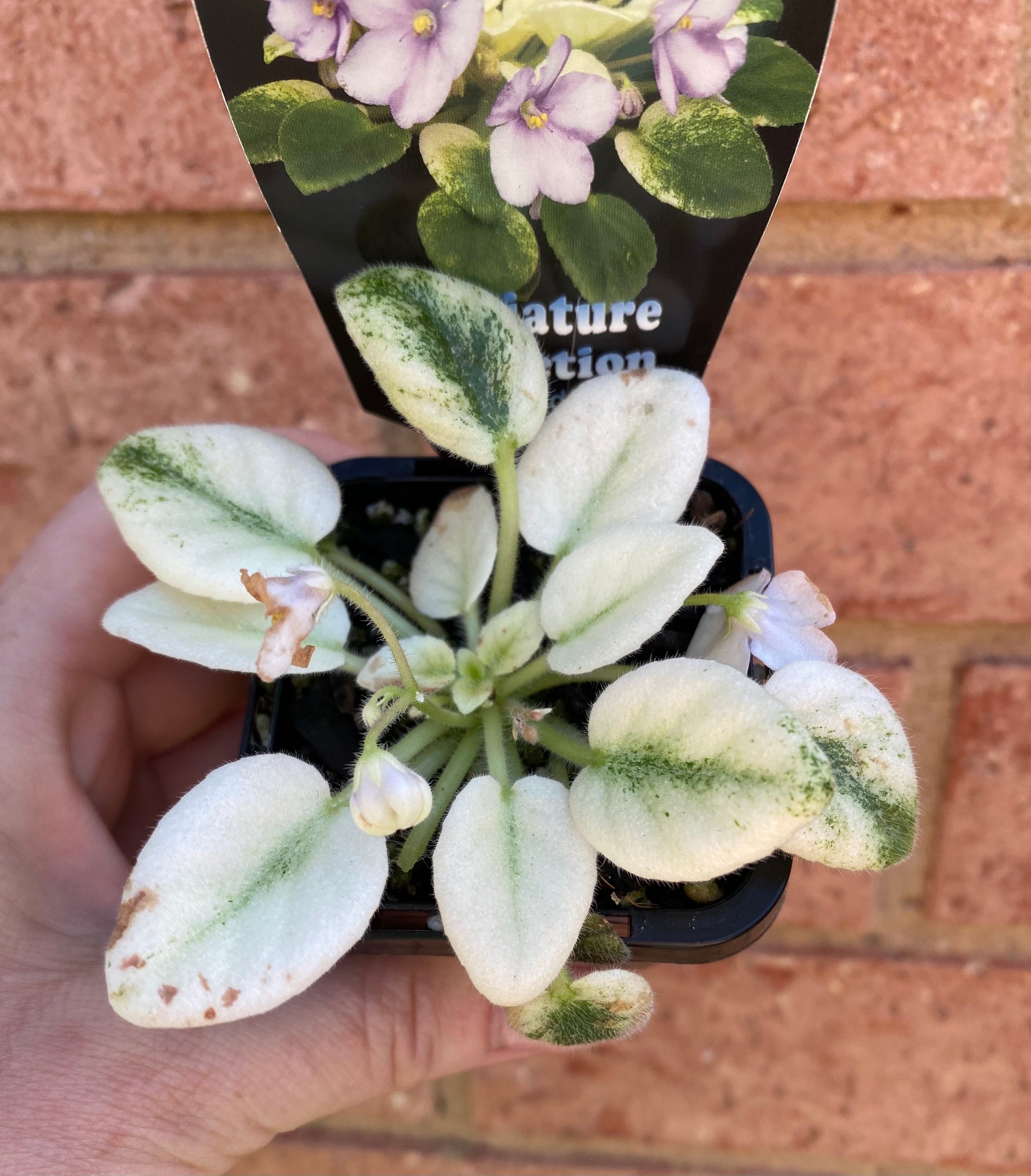 White African Violets