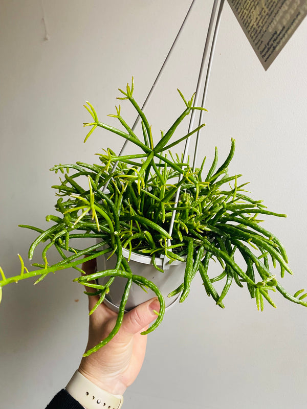 Rhipsalis teres f. Prismatica - Mistletoe Cactus Collection No. 13 - My ...
