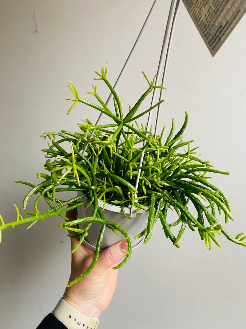 Rhipsalis teres f. Prismatica - Mistletoe Cactus Collection No. 13 - My ...