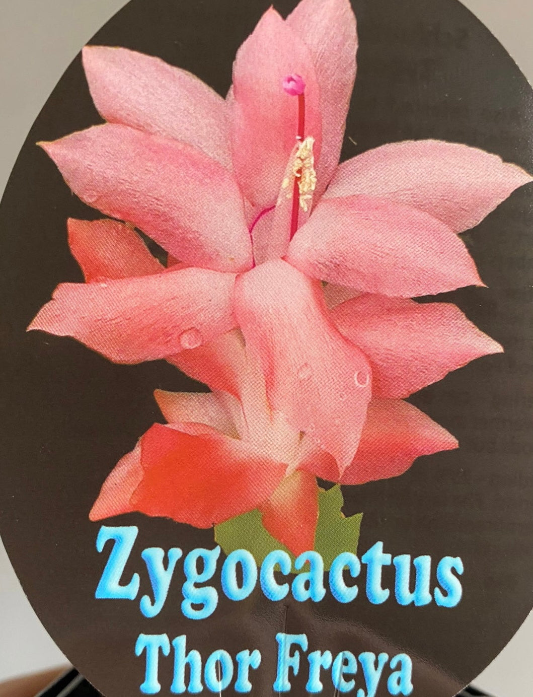 Schlumbergera Zygocactus varieties - 110mm Pot - My Jungle Shack