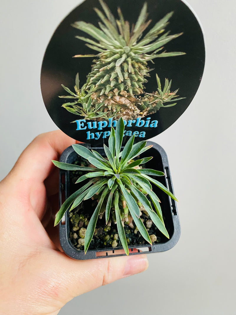 Euphorbia hypogaea - My Jungle Shack