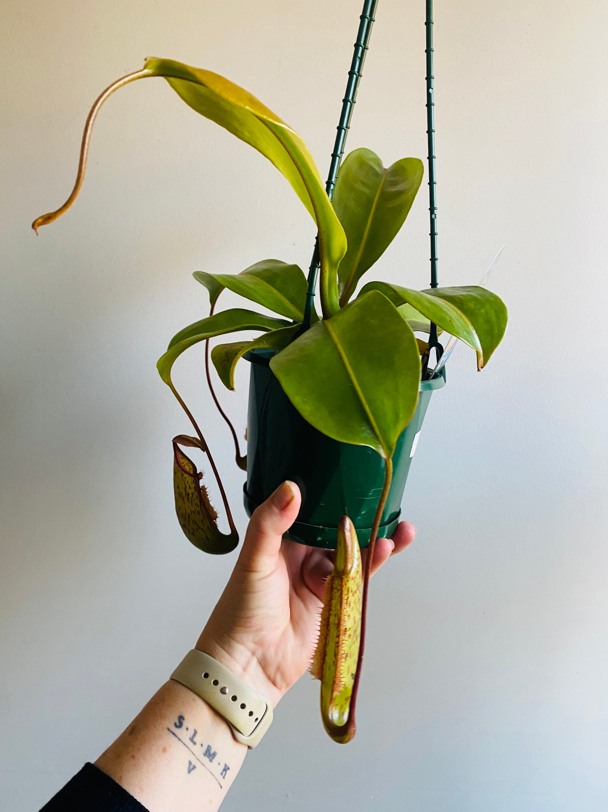 Nepenthes 'Miranda' - Pitcher Plant - My Jungle Shack