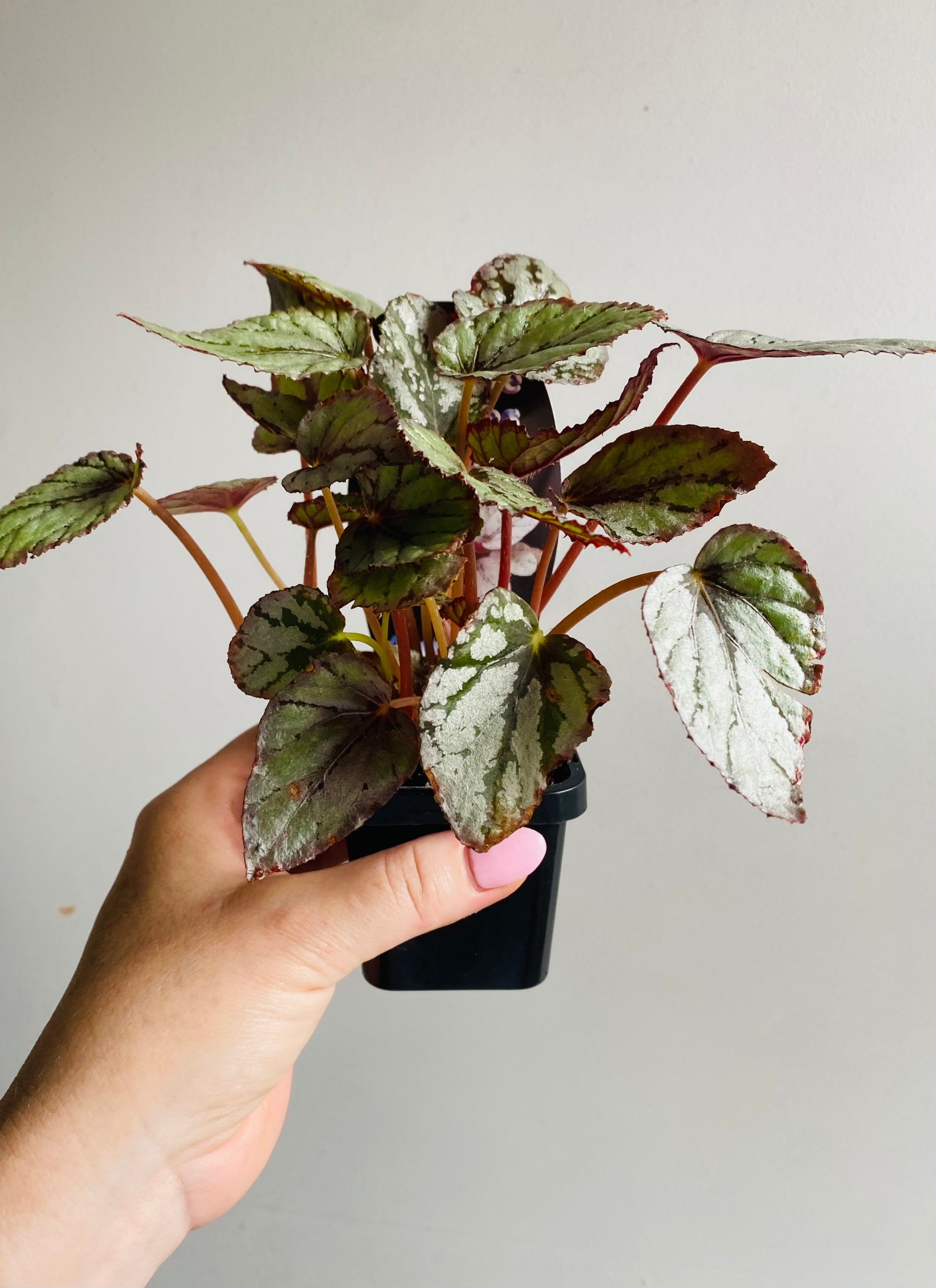 Begonia - Mini Silver - My Jungle Shack