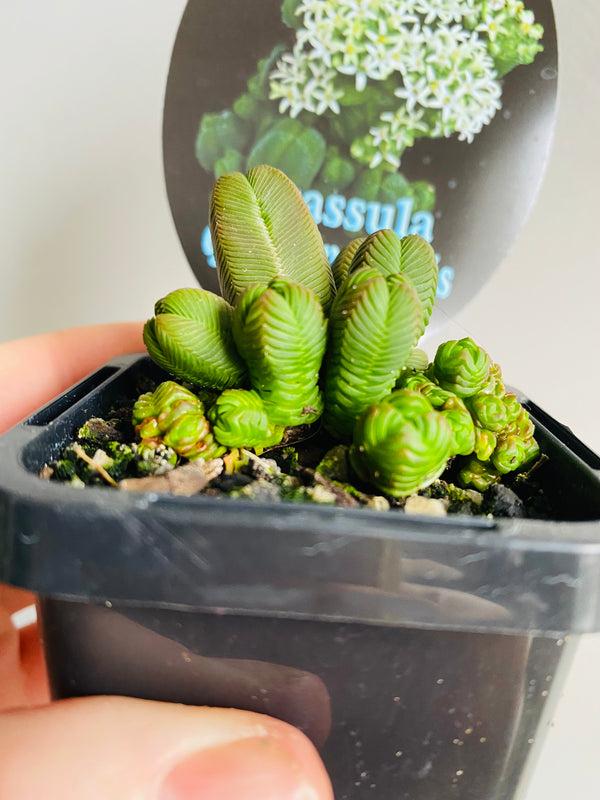 Crassula quadrangularis - My Jungle Shack