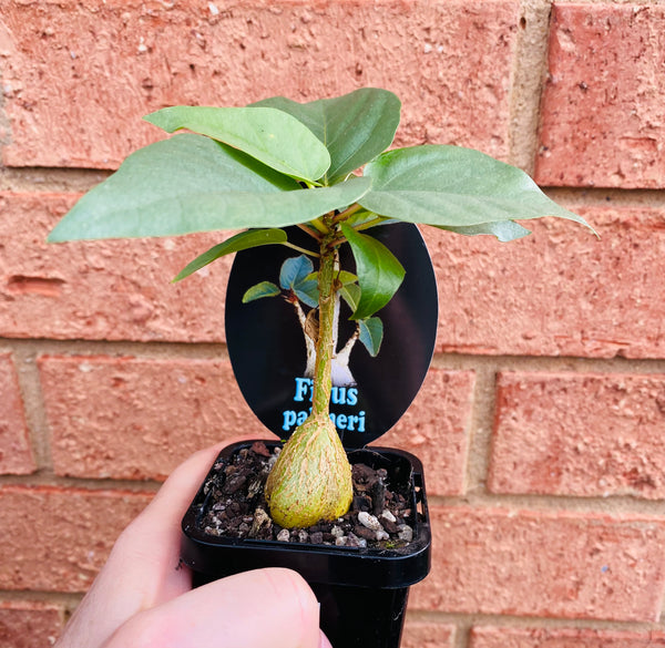 Ficus palmeri - Rock Fig - My Jungle Shack