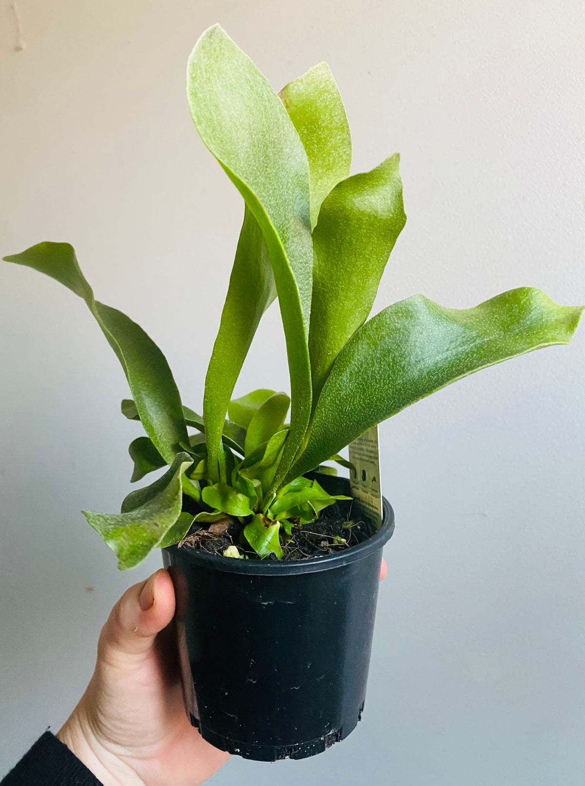 Ferns/Ficus - My Jungle Shack