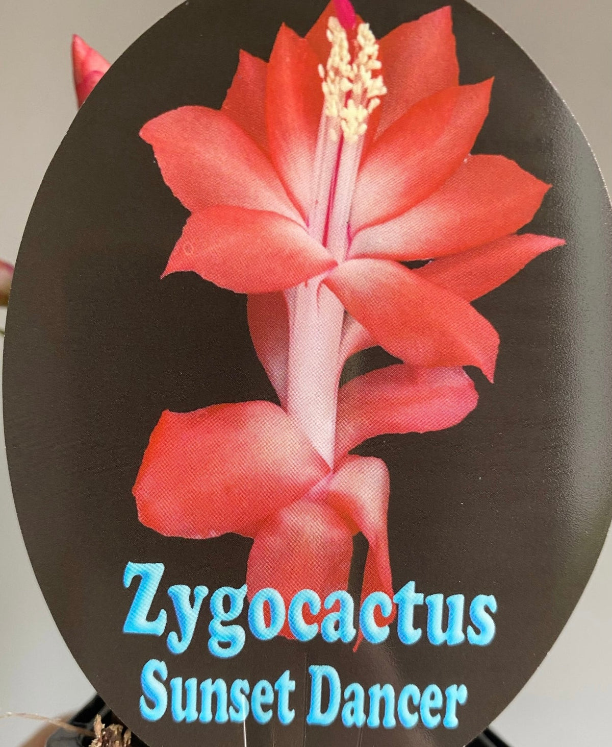 Schlumbergera Zygocactus varieties - 110mm Pot - My Jungle Shack