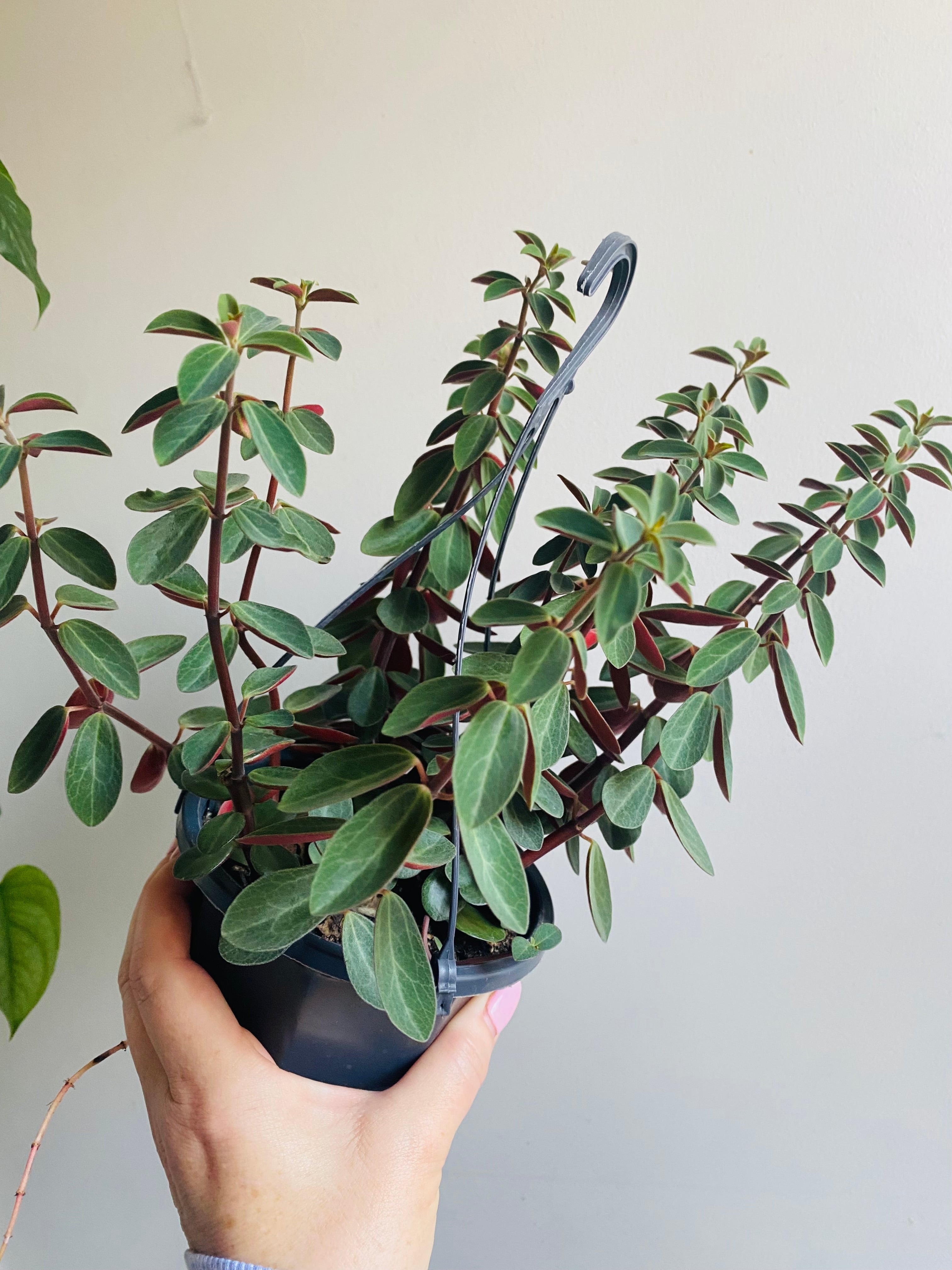 Peperomia - Red Log - My Jungle Shack