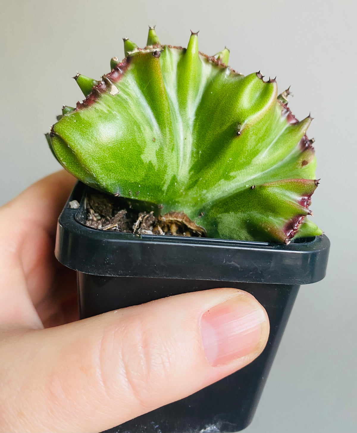 Euphorbia lactea 'cristata' - My Jungle Shack