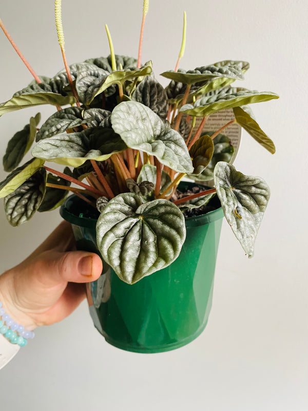 Peperomia caperata - Silver Ripple - My Jungle Shack