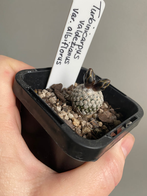 Turbinicarpus valdezianus var. albiflorus - My Jungle Shack