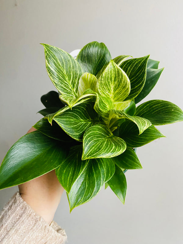 Monstera/Philodendron/Rhaphidophora - My Jungle Shack