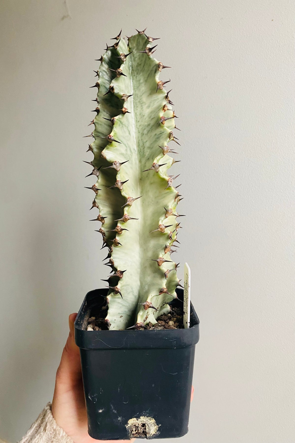 Euphorbia ammak variegata - My Jungle Shack