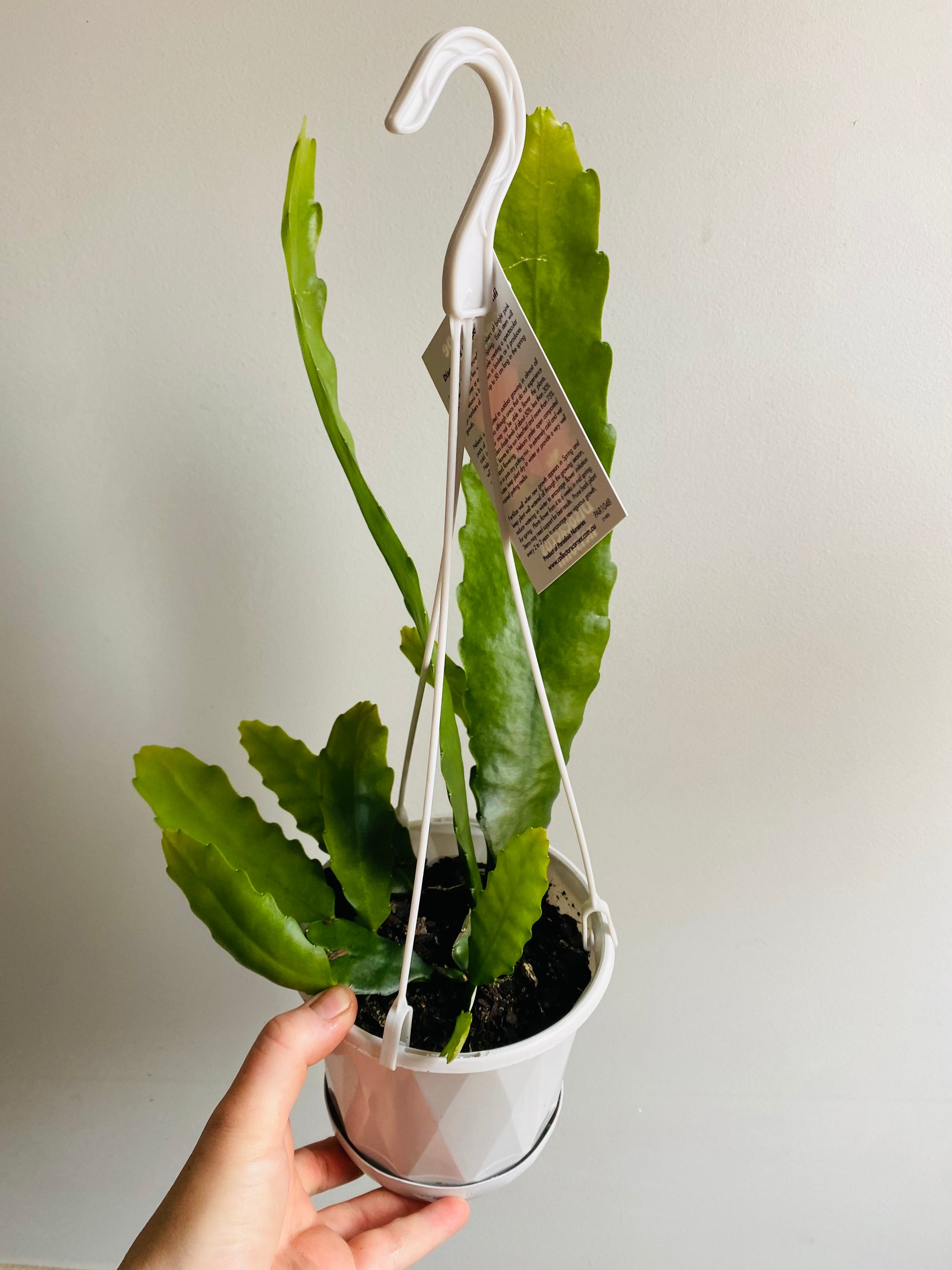 Rhipsalis Disocactus nelsonii - Mistletoe Cactus Collection No. 3 - My ...