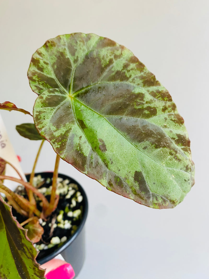 Rare/Uncommon Page 2 - My Jungle Shack