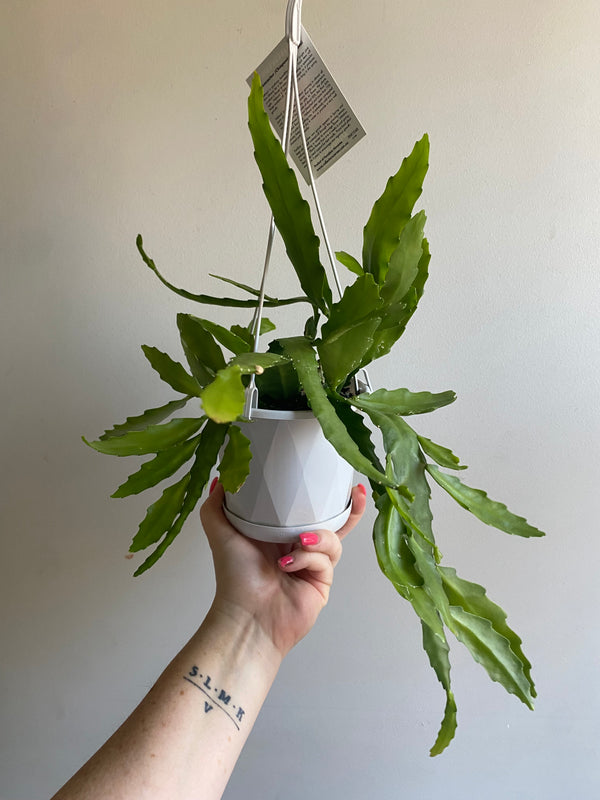 Rhipsalis Disocactus nelsonii - Mistletoe Cactus Collection No. 3 - My ...